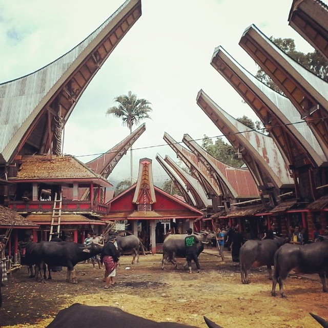 Toraja Tour ( 4 Days / 3 Nighs ) - Orientcelebes